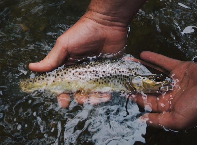 Rainbow Brown Brook Trout Stocking Services | NC, SC, GA, TN